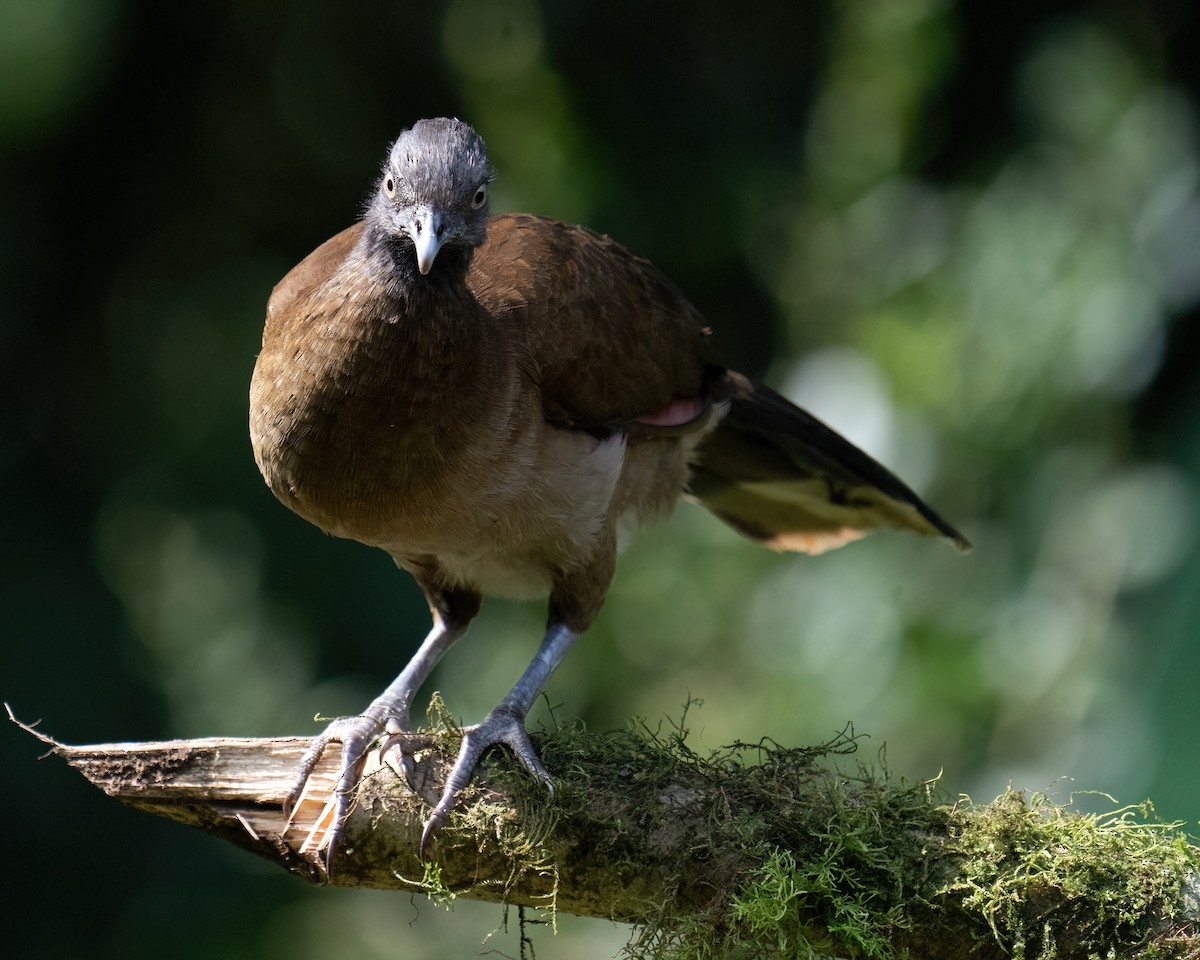 eBird Checklist - 10 Jan 2025 - Papa's place - 27 species