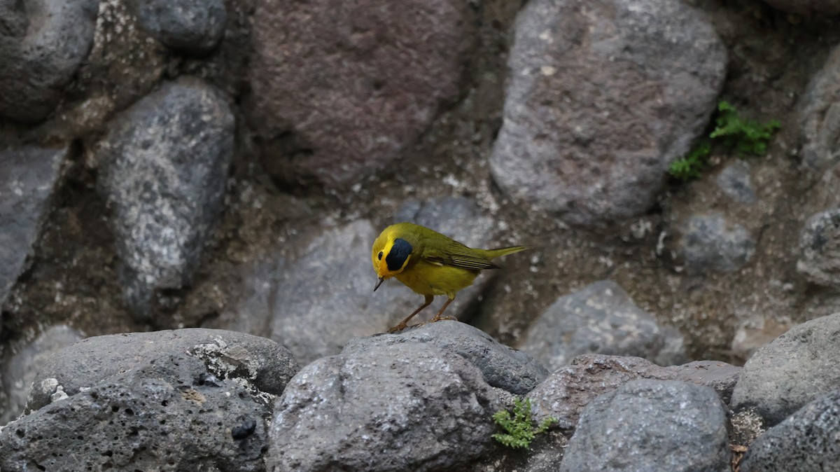 ML629827234 - Wilson's Warbler - Macaulay Library