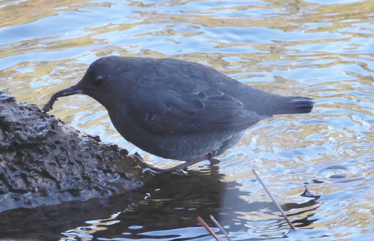 ML629828884 - American Dipper - Macaulay Library