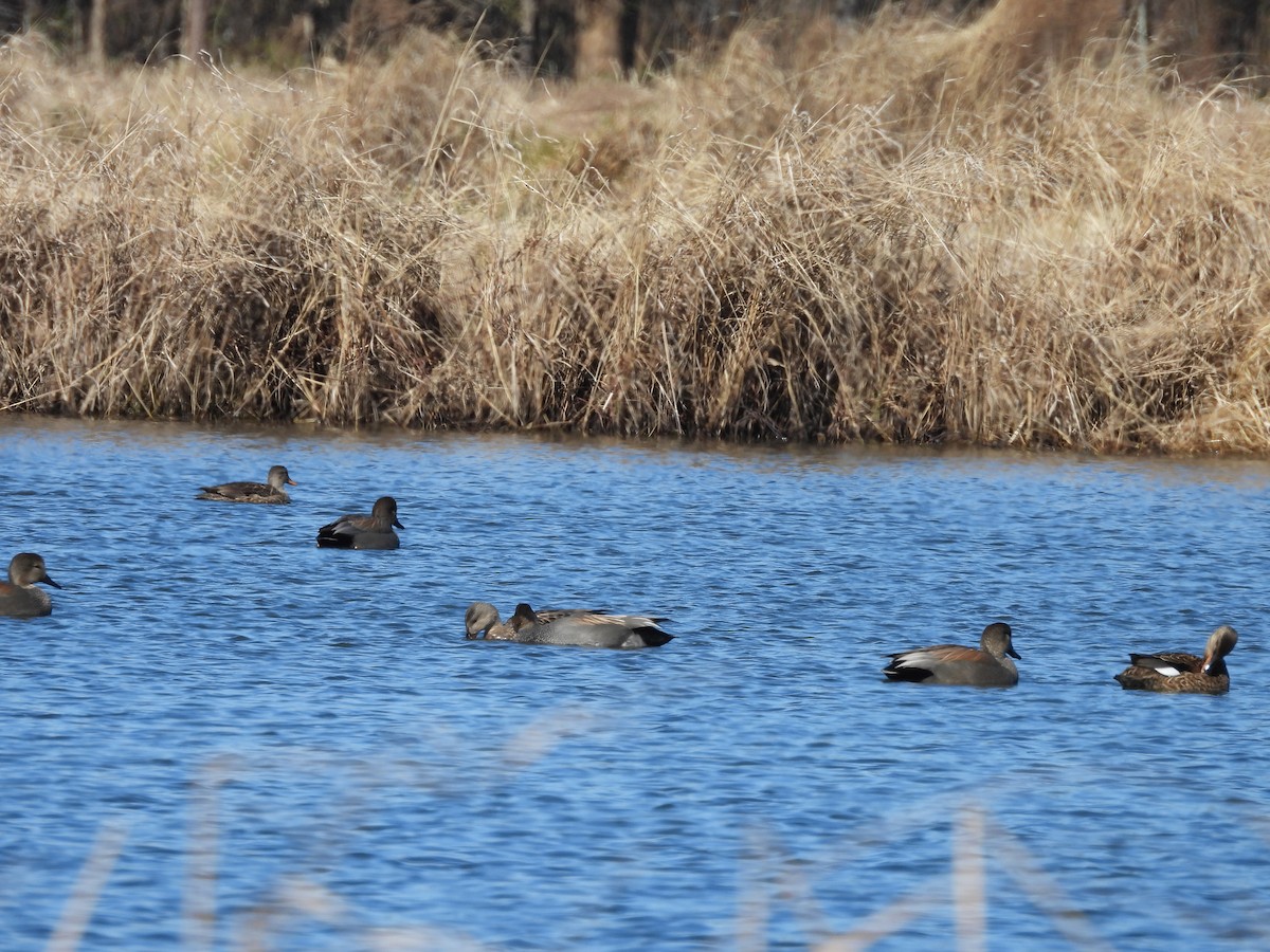 eBird Checklist - 28 Jan 2025 - Royal Highway, Aurora, North Carolina ...