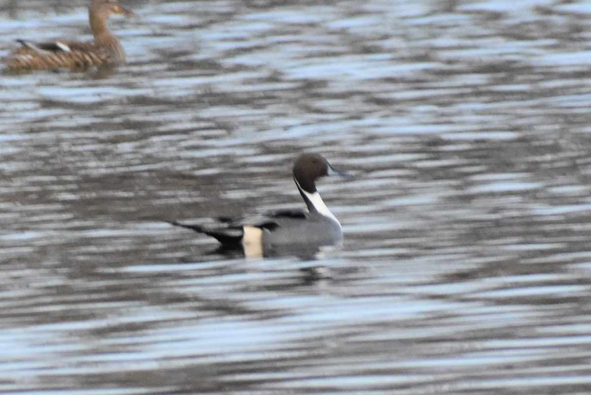 eBird Checklist - 28 Jan 2025 - E.J. Breneman Quarry - 18 species (+2 ...