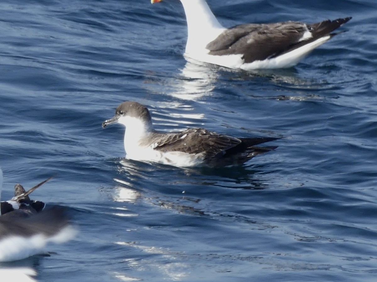 eBird Checklist - 25 Jan 2025 - Auto selected -33.03405, -71.62389 - 13 ...