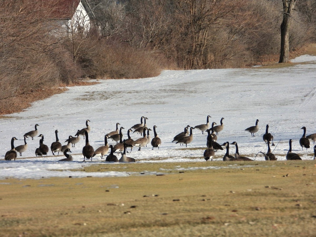 eBird Checklist - 28 Jan 2025 - Cliffside Park (Racine Co.) - 18 species