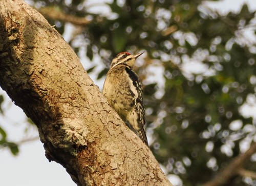 eBird Checklist - 28 Jan 2025 - GTM NERR--Yellow Trail - 18 species