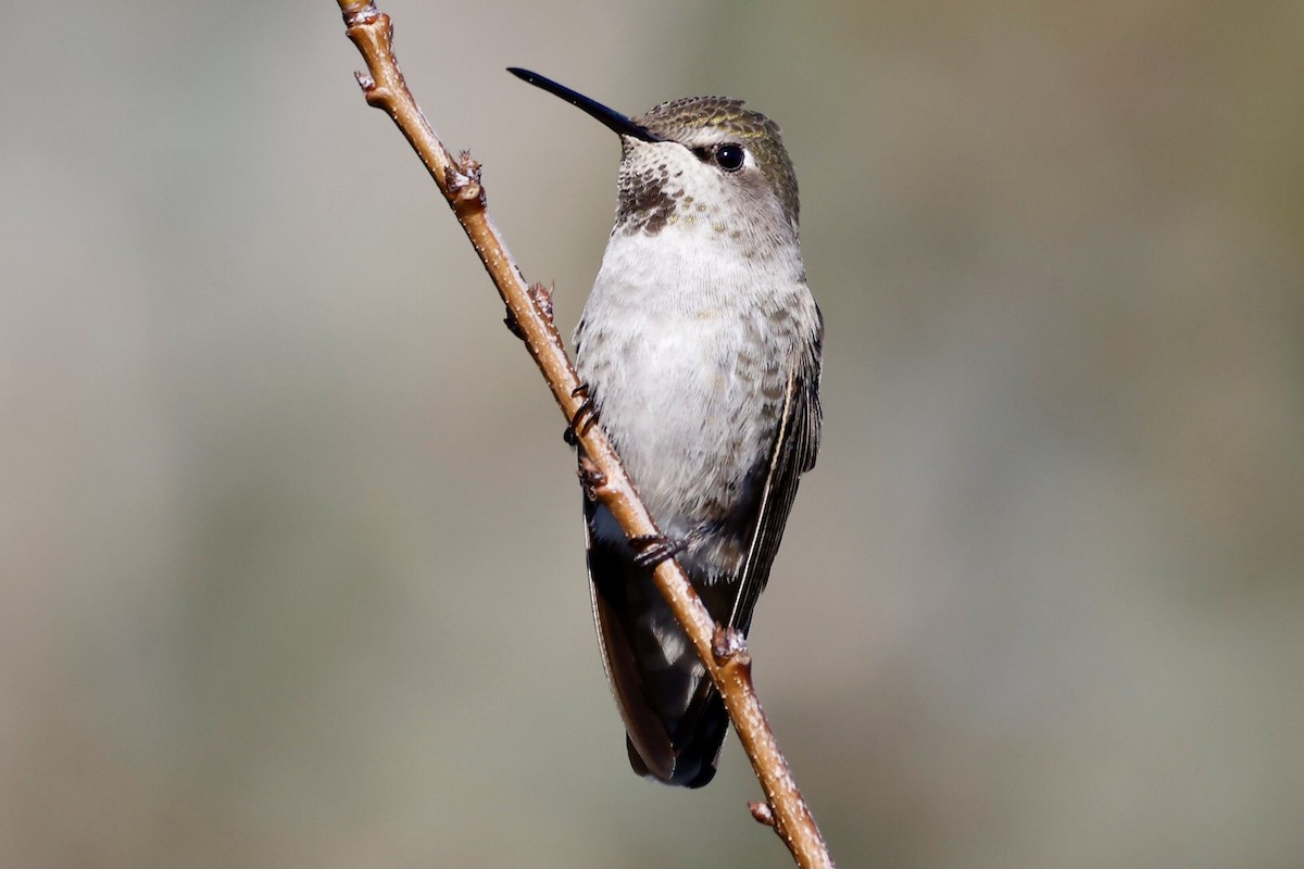 eBird Checklist - 28 Jan 2025 - Home Alta Mesa Rd-Wilton - 26 species