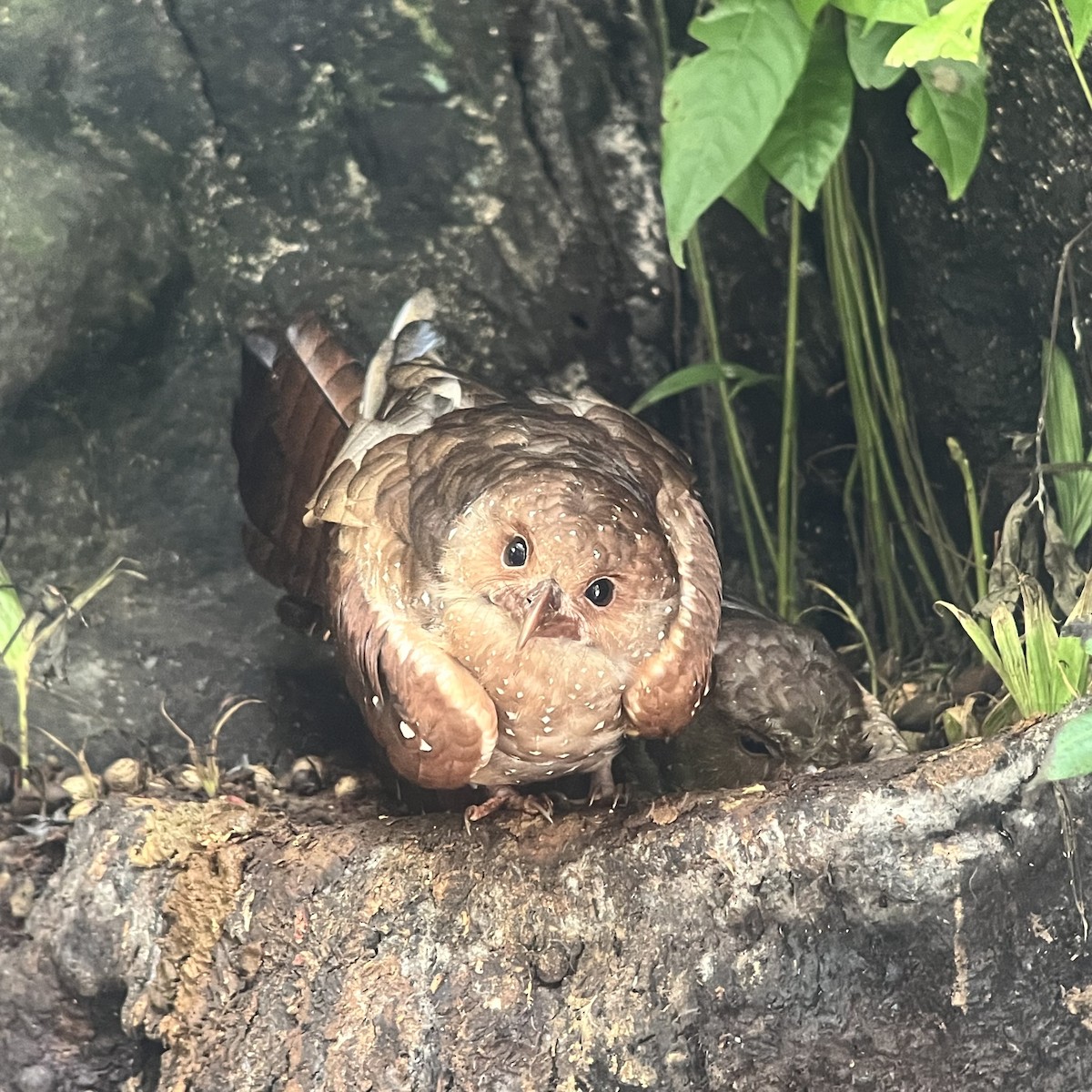 eBird Checklist - 28 Jan 2025 - Sendero La Herrera - 26 species