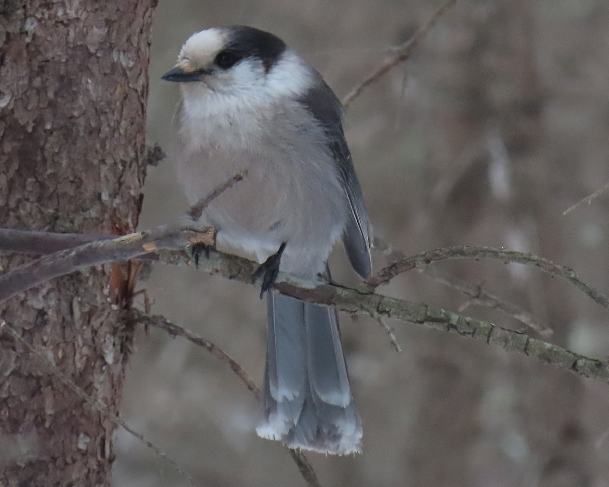 eBird Checklist - 28 Jan 2025 - Sax-Zim Bog--Arkola Rd feeders - 7 species