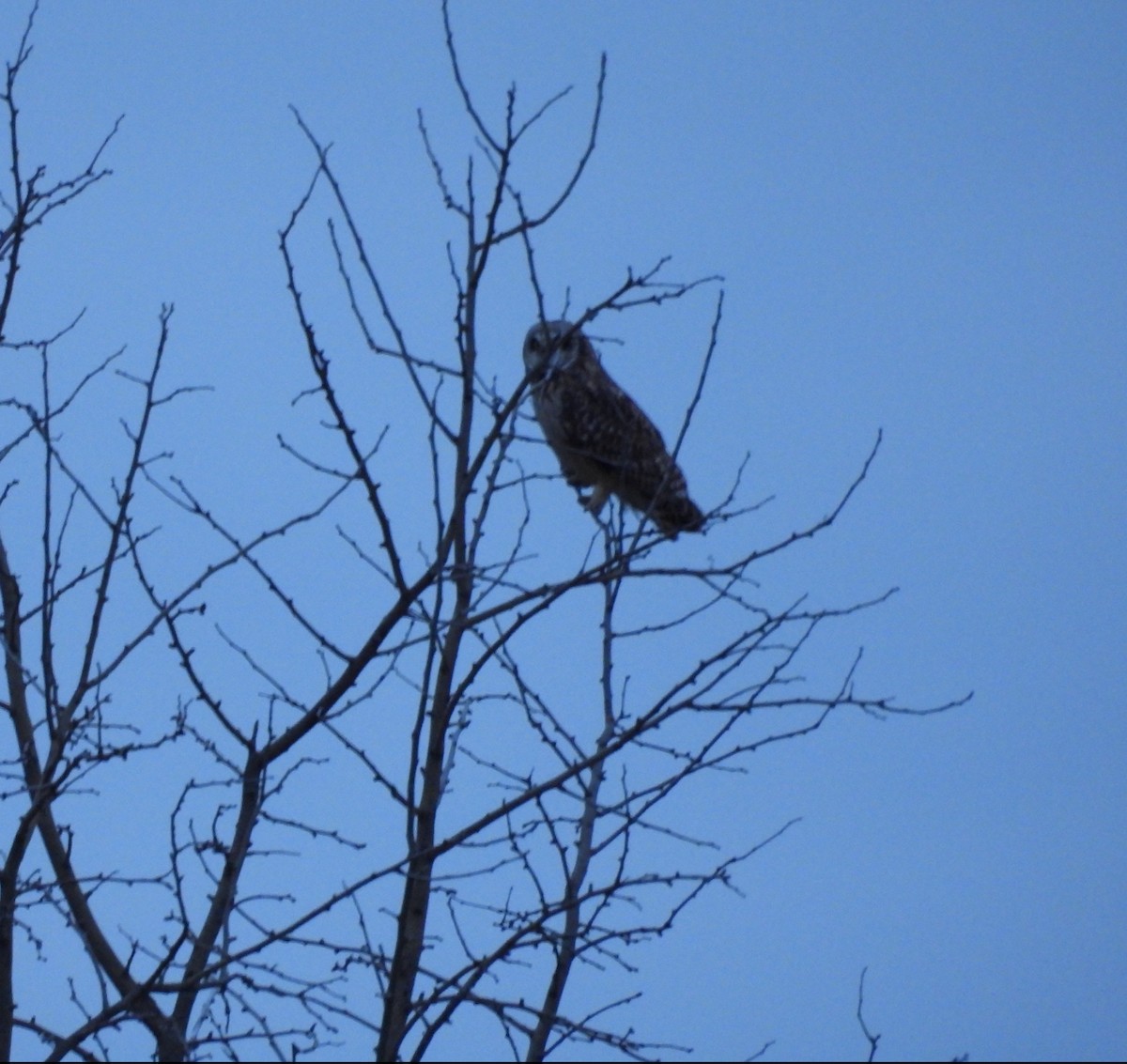 eBird Checklist - 28 Jan 2025 - Parkhill Prairie (Collin Co.) - 15 species