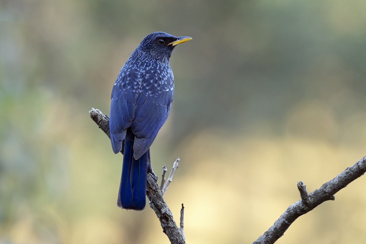 ML629849274 - Blue Whistling-Thrush - Macaulay Library