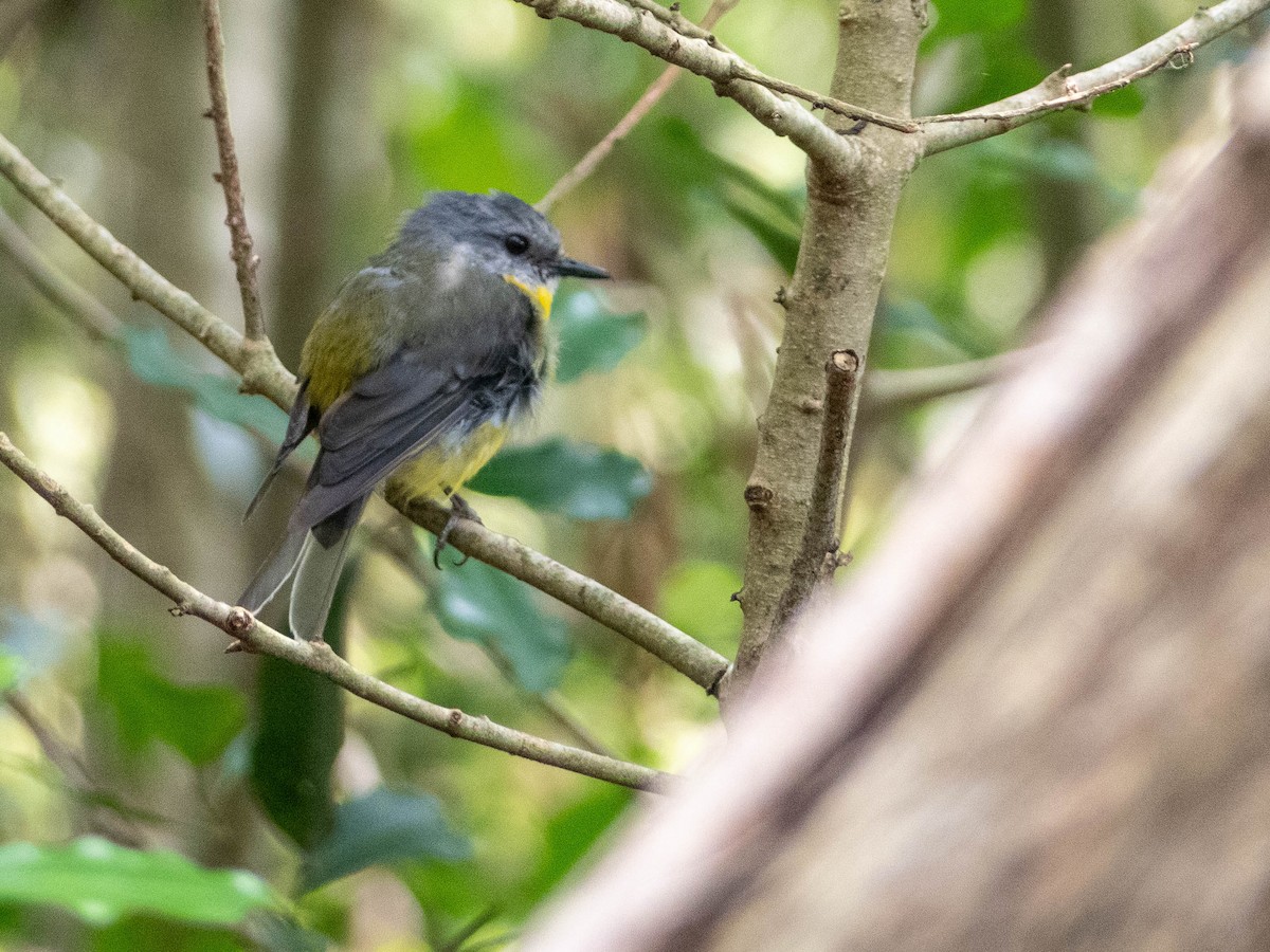 eBird Checklist - 29 Jan 2025 - Spring Creek Wetland, Kiama - 26 species