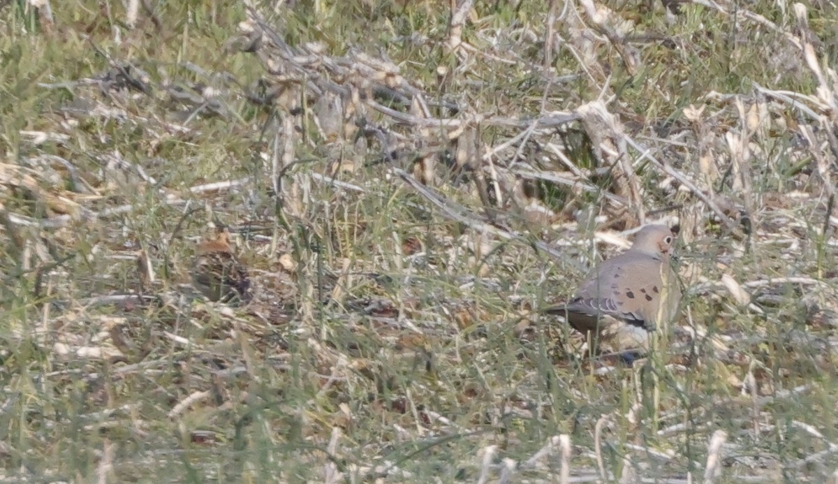 eBird Checklist - 28 Jan 2025 - Fowler Rd. Irrigation Pond - 49 species