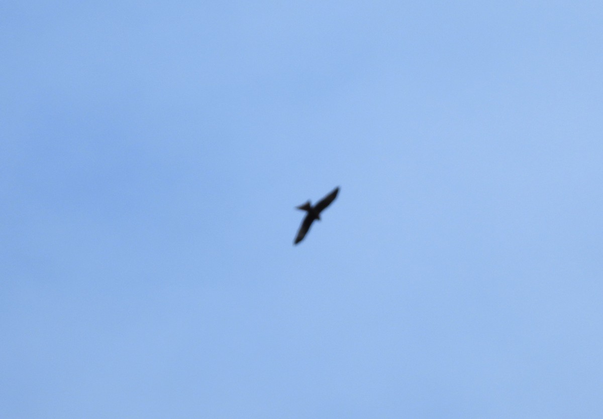 eBird Checklist - 27 Jan 2025 - Toft Hill - 15 species
