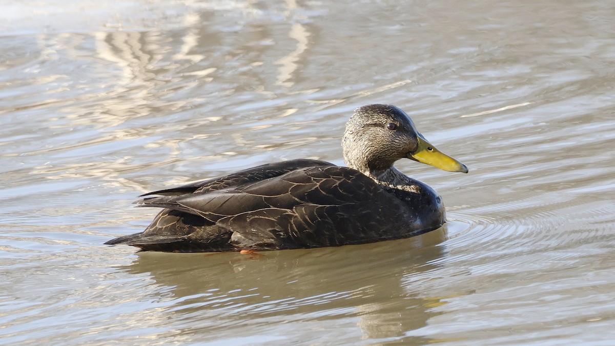 eBird Checklist - 29 Jan 2025 - Dyke Marsh Wildlife Preserve - 43 ...