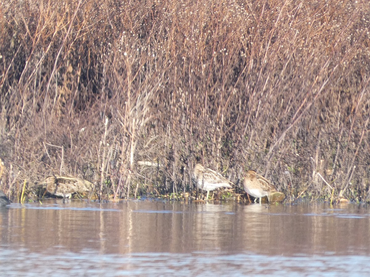 ML629873911 - Common Snipe - Macaulay Library