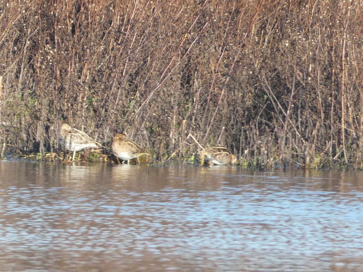 ML629873914 - Common Snipe - Macaulay Library