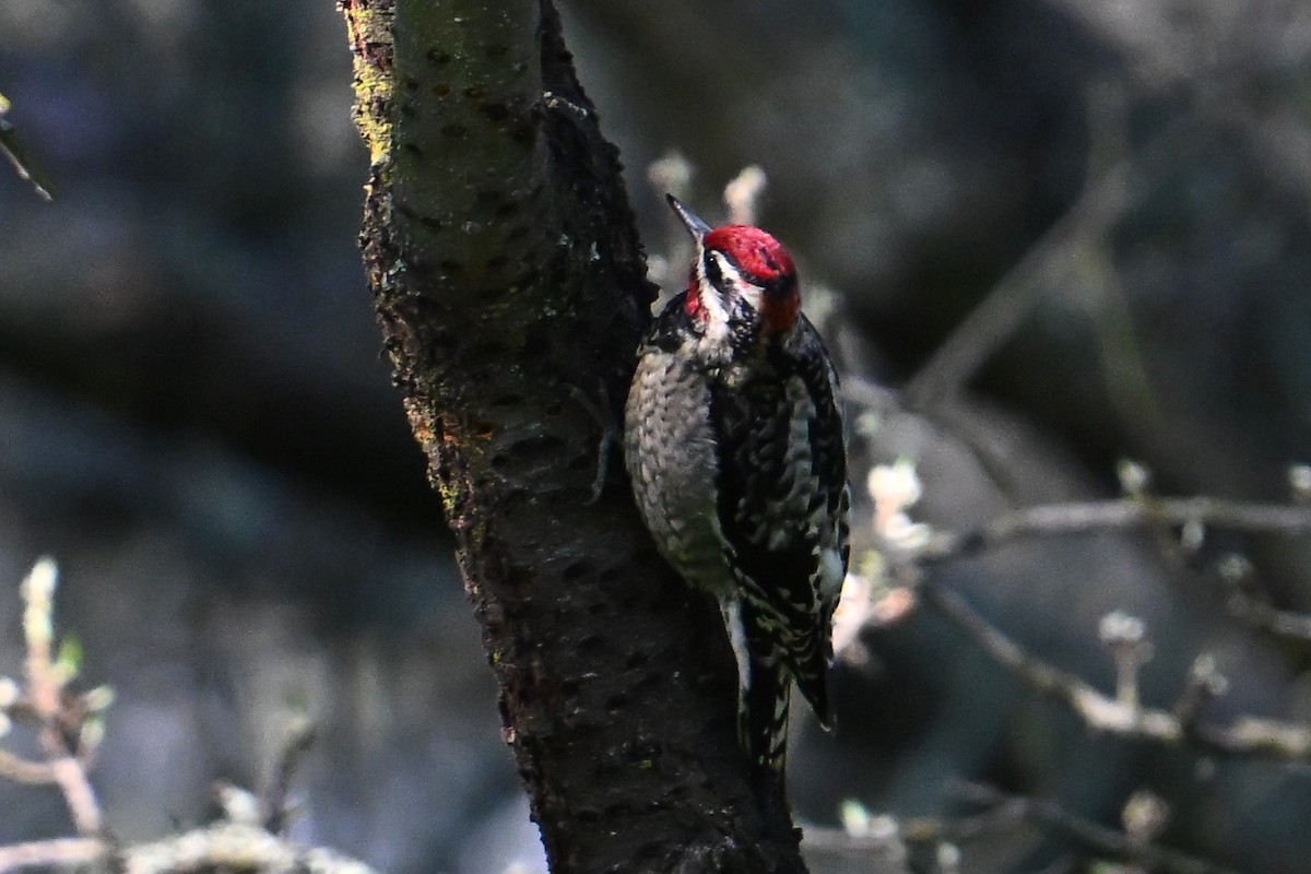 eBird Checklist - 29 Jan 2025 - American River Parkway--Effie Yeaw ...