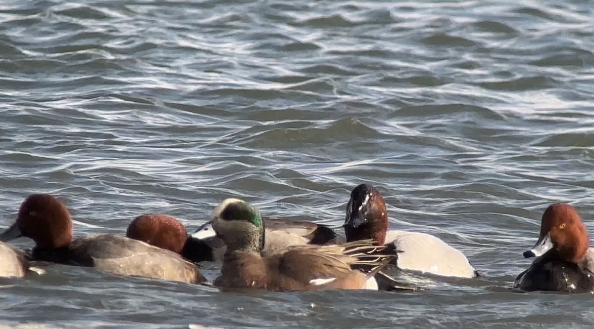 eBird Checklist - 29 Jan 2025 - Harley Ensign Memorial Boating Access ...