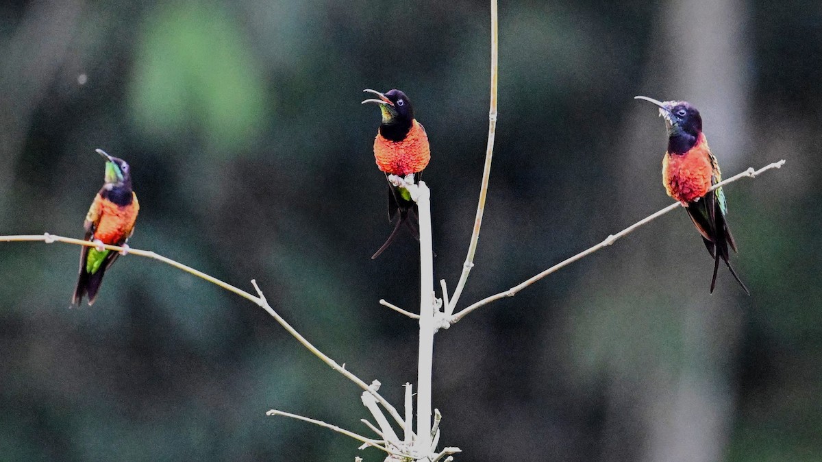 ML629876010 - Fiery Topaz - Macaulay Library