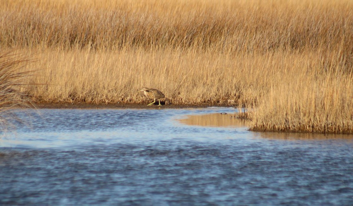 eBird Checklist - 29 Jan 2025 - Messick Point - 20 species (+2 other taxa)