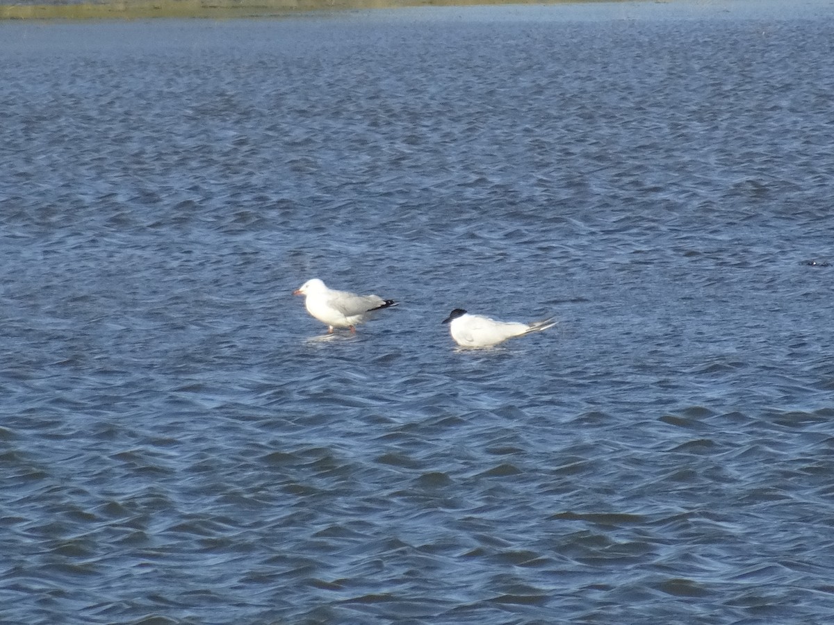 eBird Checklist - 29 Jan 2025 - Lake Cooper--Willoughby Road - 40 species