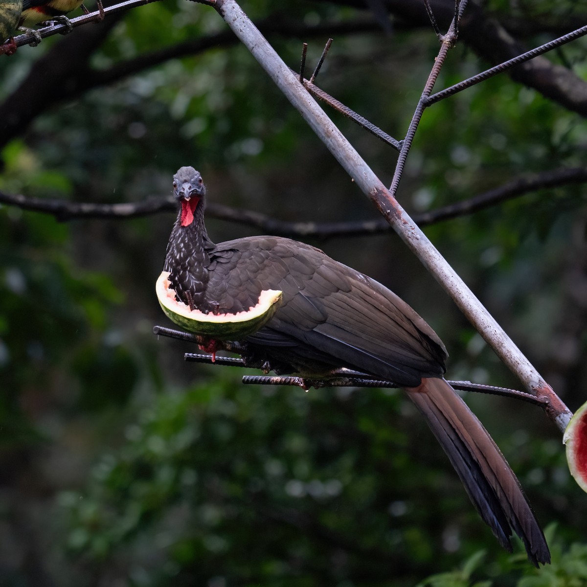 eBird Checklist - 11 Jan 2025 - Arenal Observatory Lodge - 16 species