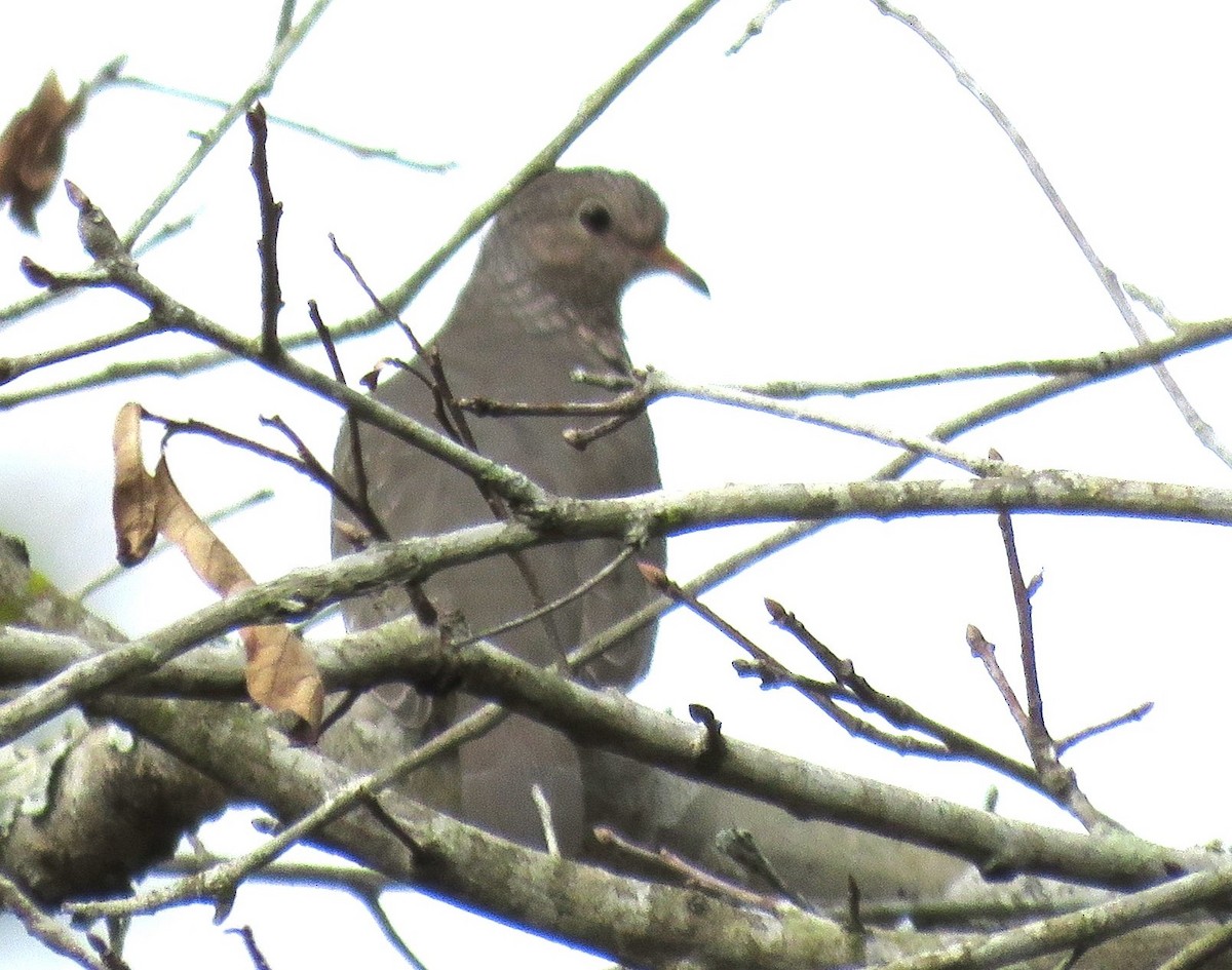 eBird Checklist - 29 Jan 2025 - Duette Preserve - 35 species