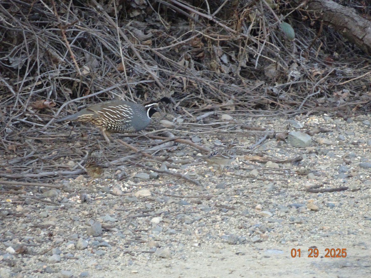 eBird Checklist - 29 Jan 2025 - American River Parkway behind condo ...