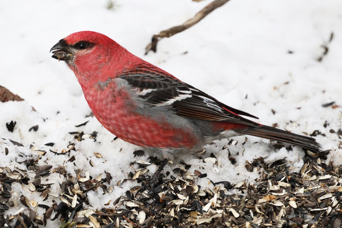 eBird Checklist - 27 Jan 2025 - Sax-Zim Bog--Arkola Rd feeders - 4 species