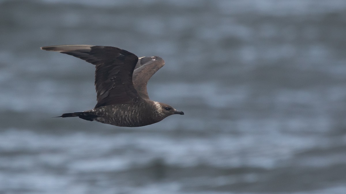 eBird Checklist - 30 Jan 2025 - Offshore--Port Stephens pelagic - 21 ...