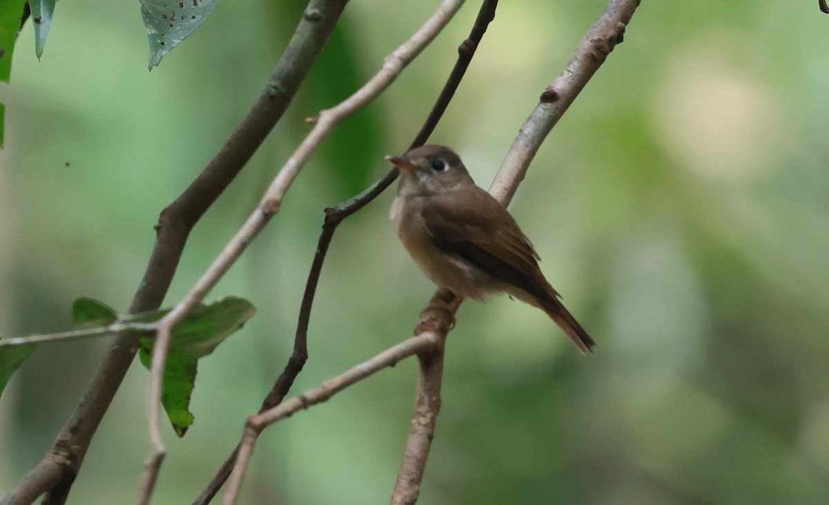 eBird Checklist - 30 Jan 2025 - Thattekkad Bird Sanctuary--General Area ...