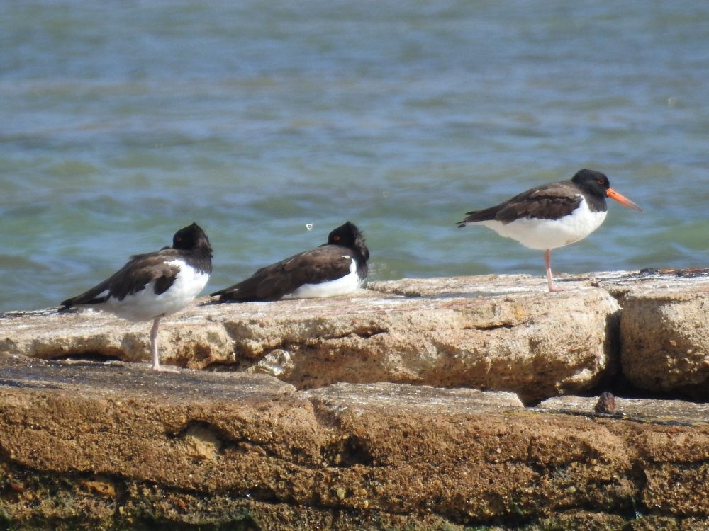eBird Checklist - 26 Jan 2025 - Paraguana--Adicora, La Punta - 14 species
