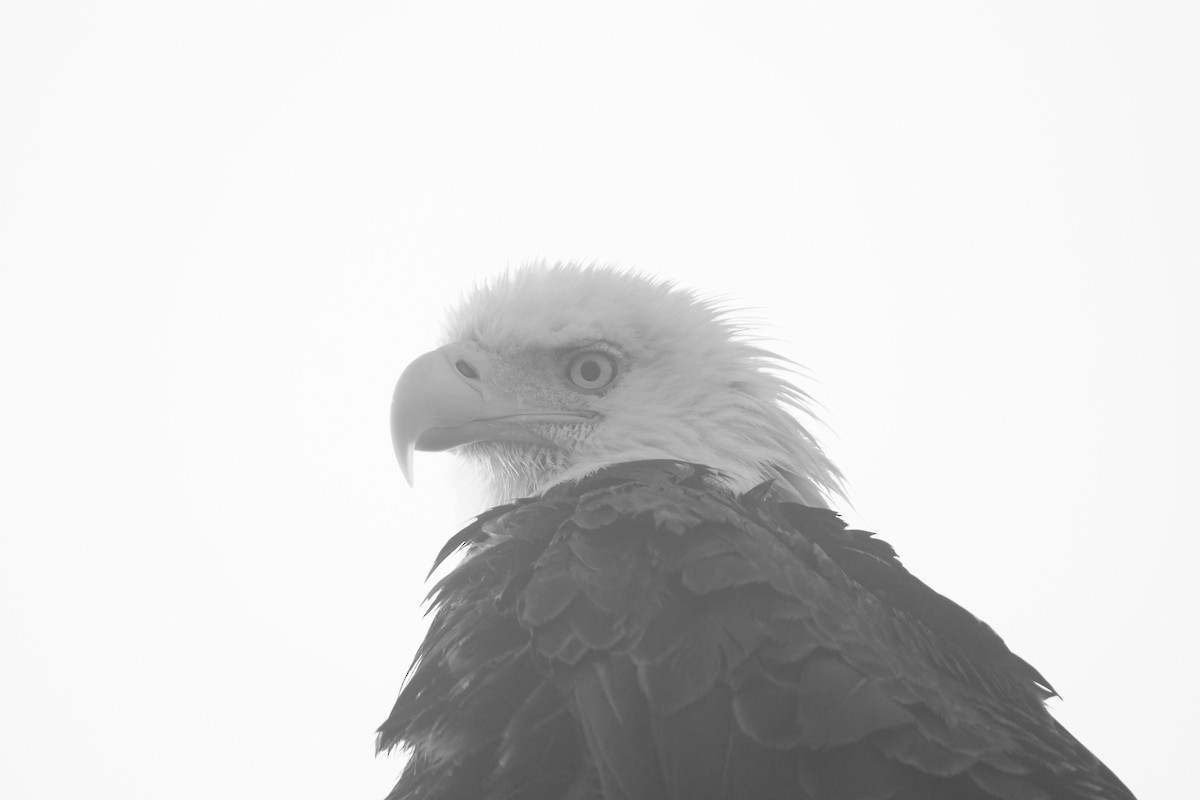 eBird Checklist - 30 Jan 2025 - Lake Woodruff NWR - 48 species