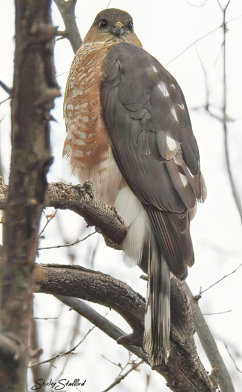 eBird Checklist - 29 Jan 2025 - I-20 Pond/Jenna Welch Nature Ctr. (FWTX ...