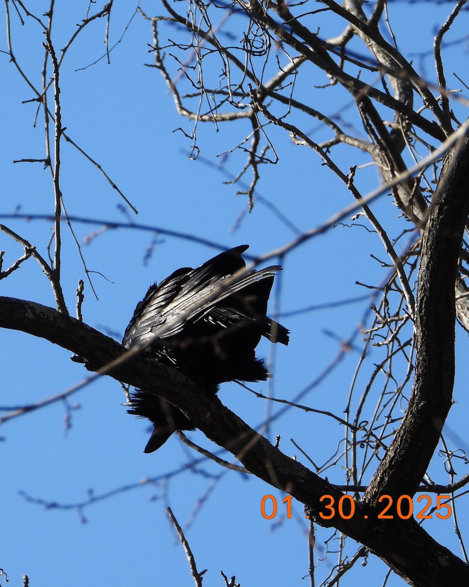 eBird Checklist - 30 Jan 2025 - Willcoxson Park Raven nest site - 13 ...