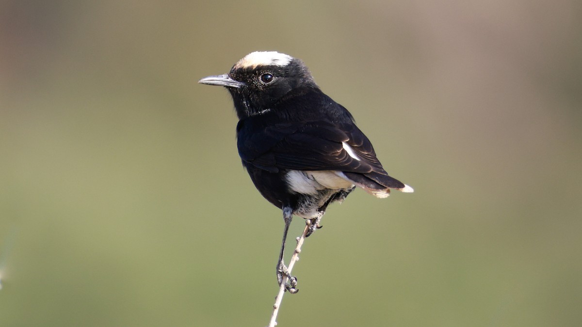 eBird Checklist - 30 Jan 2025 - Meydan Köyü ve Sahil Şeridi - 26 ...