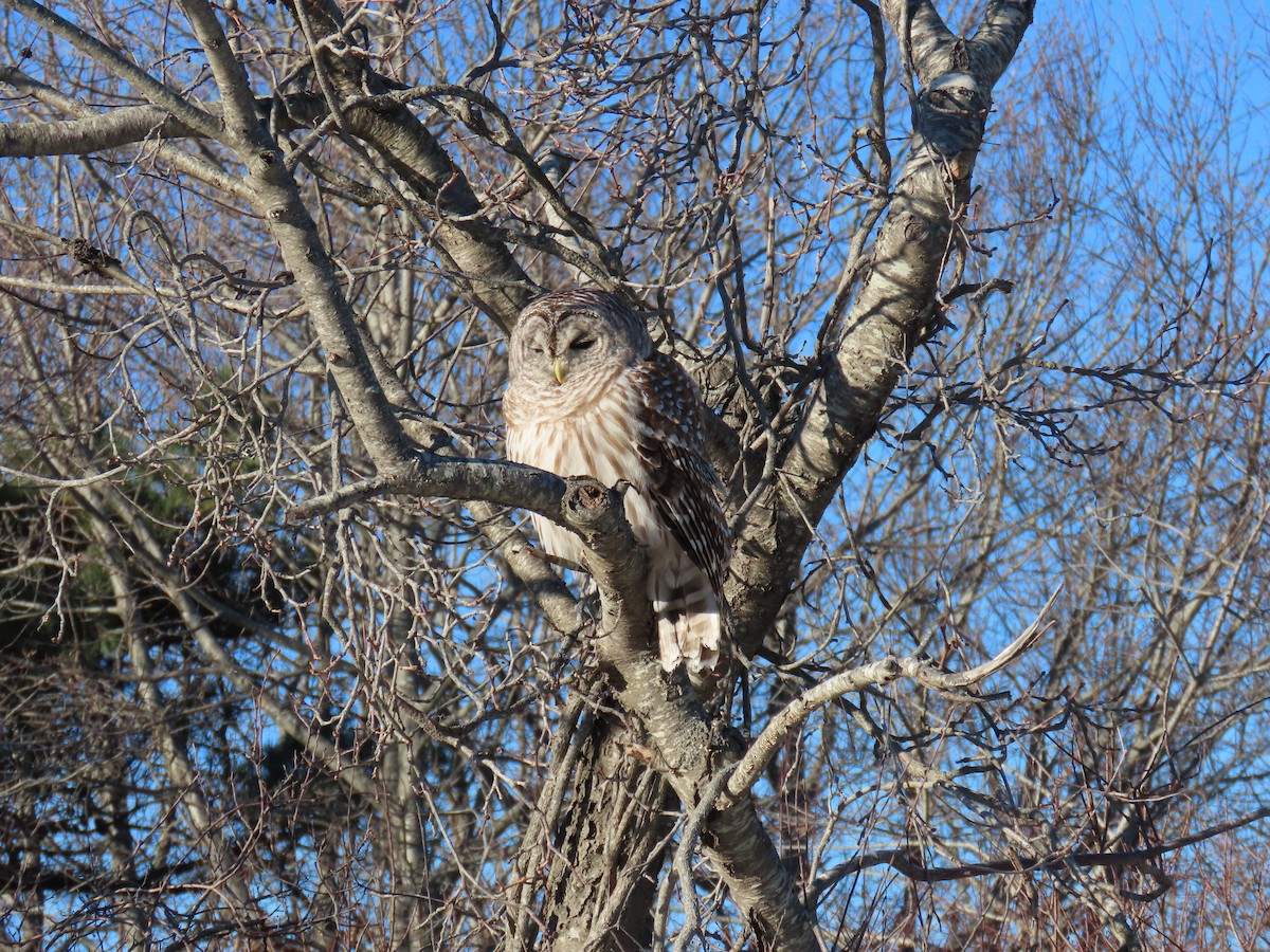 eBird Checklist - 30 Jan 2025 - Parker River NWR - 23 species