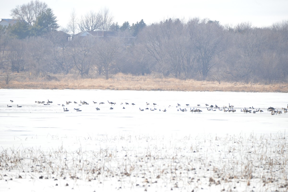 eBird Checklist - 30 Jan 2025 - Swan Lake state park, Carroll US-IA ...