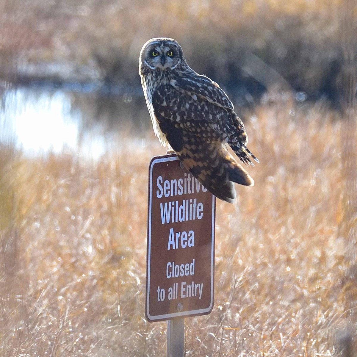 ML629920237 - Short-eared Owl - Macaulay Library