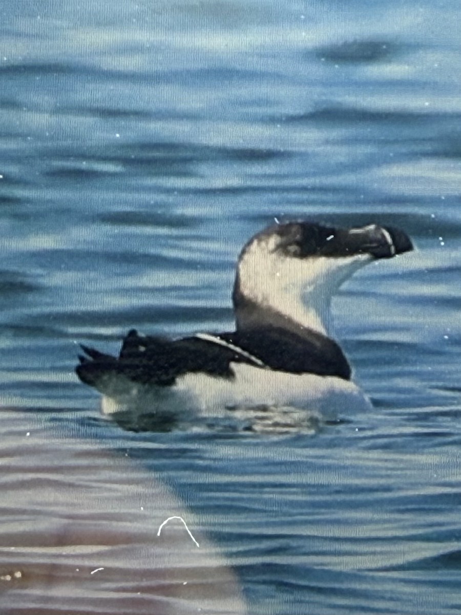 ML629920476 - Razorbill - Macaulay Library