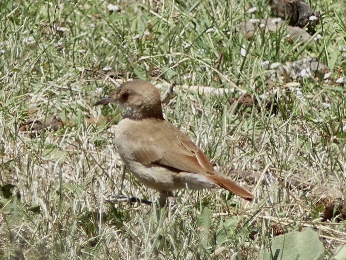eBird Checklist - 29 Jan 2025 - Reserva Manzano Historico, Tunuyán AR ...