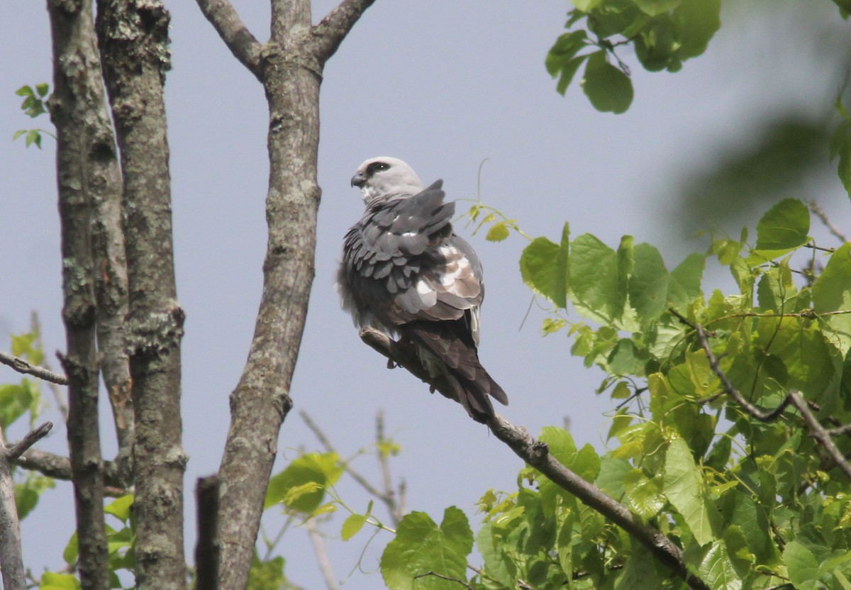 eBird Checklist - 31 May 2021 - Spruce Run Reservoir--Boat Launch - 30 ...