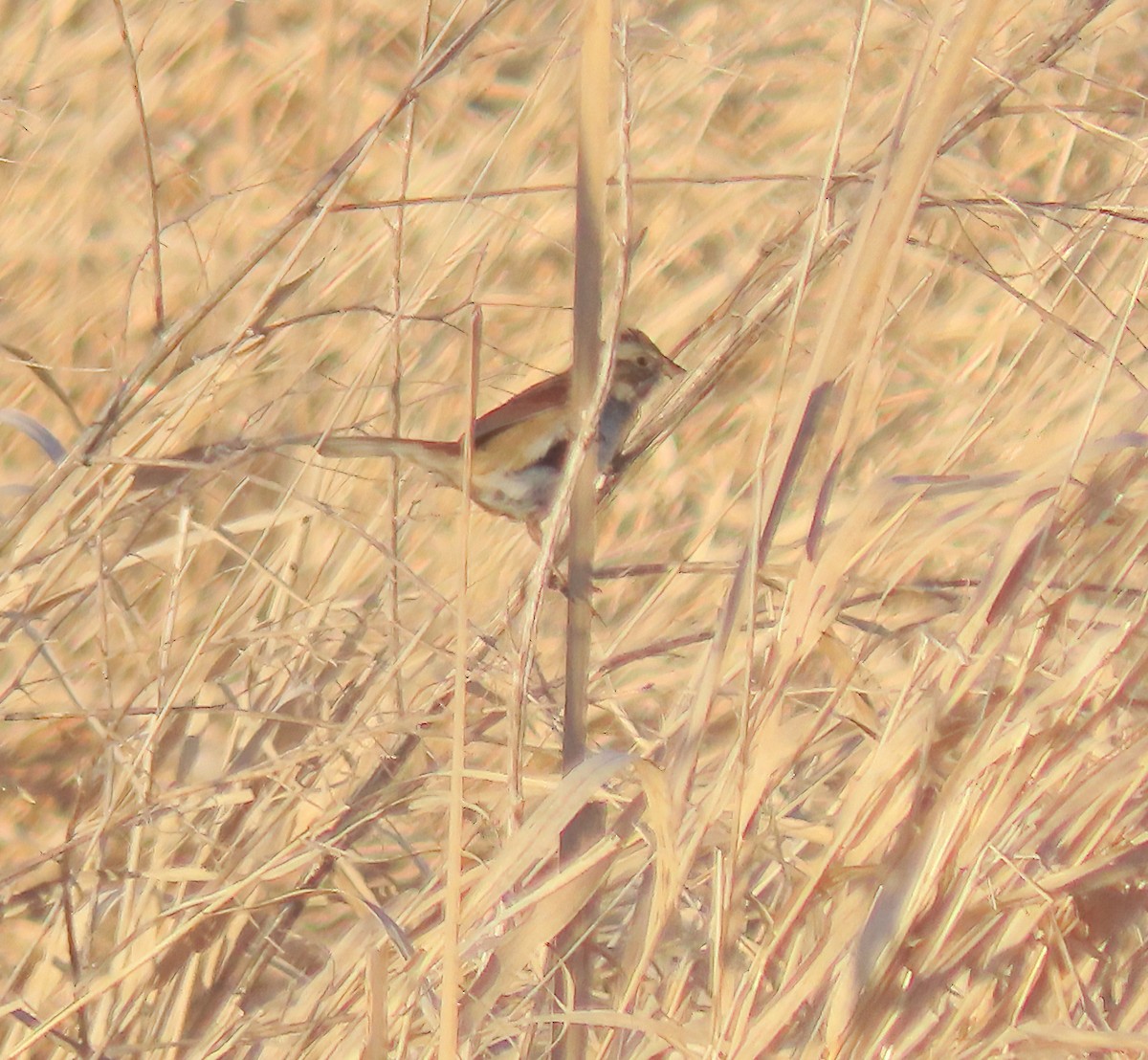 ML629926615 - Swamp Sparrow - Macaulay Library