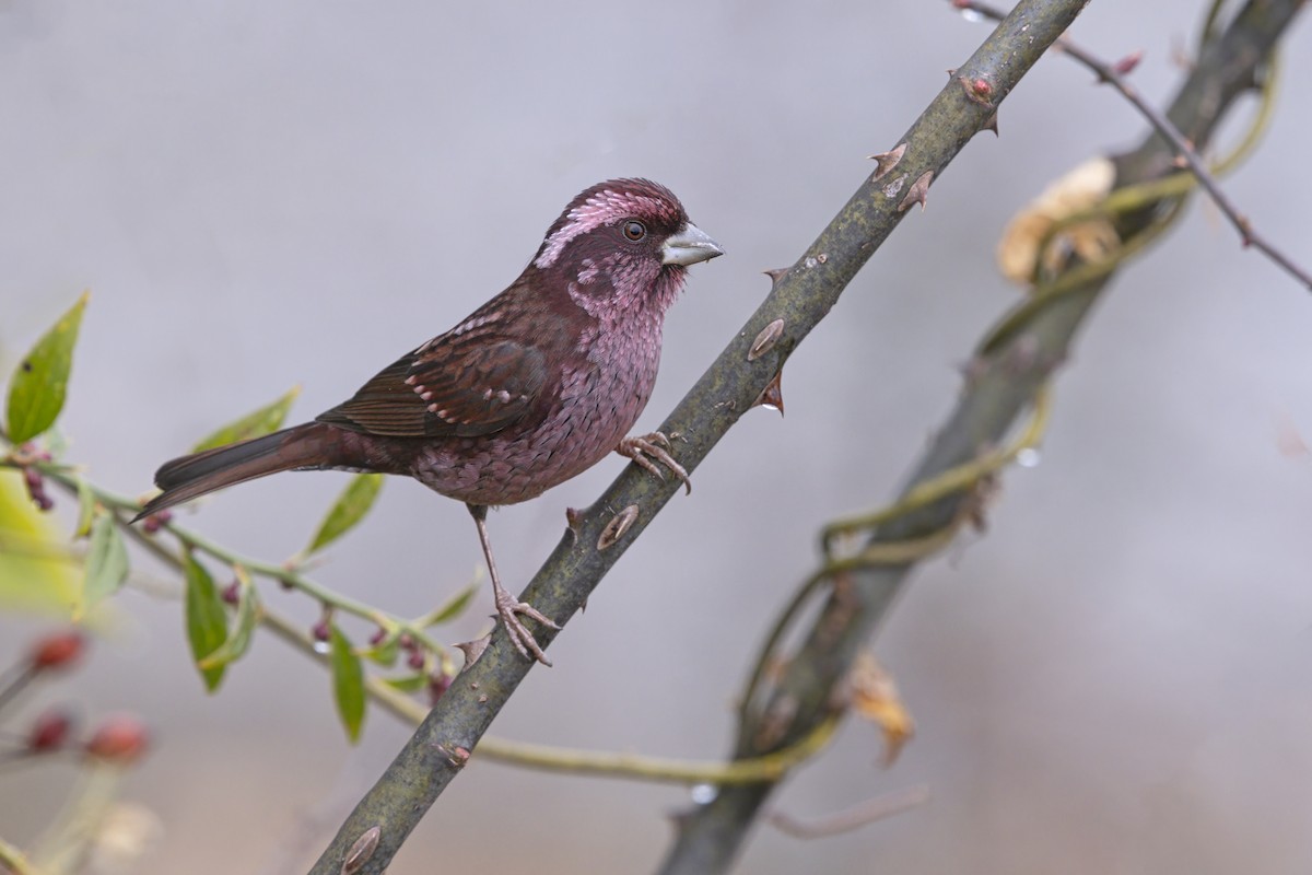 ML629940010 - Spot-winged Rosefinch - Macaulay Library