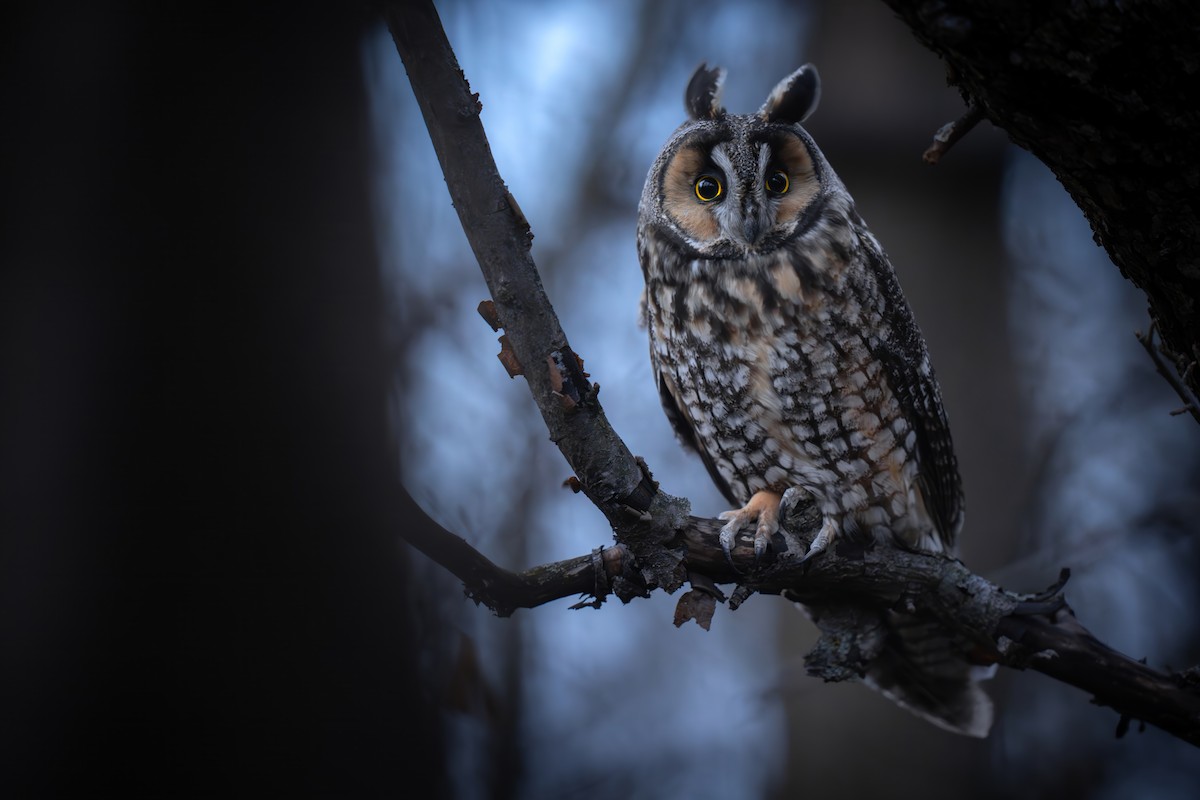 ML629940431 - Long-eared Owl - Macaulay Library