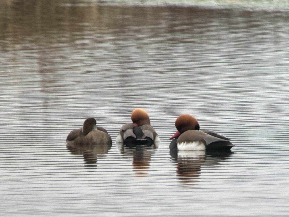 eBird Checklist - 31 Jan 2025 - Smithy Fen - 53 species
