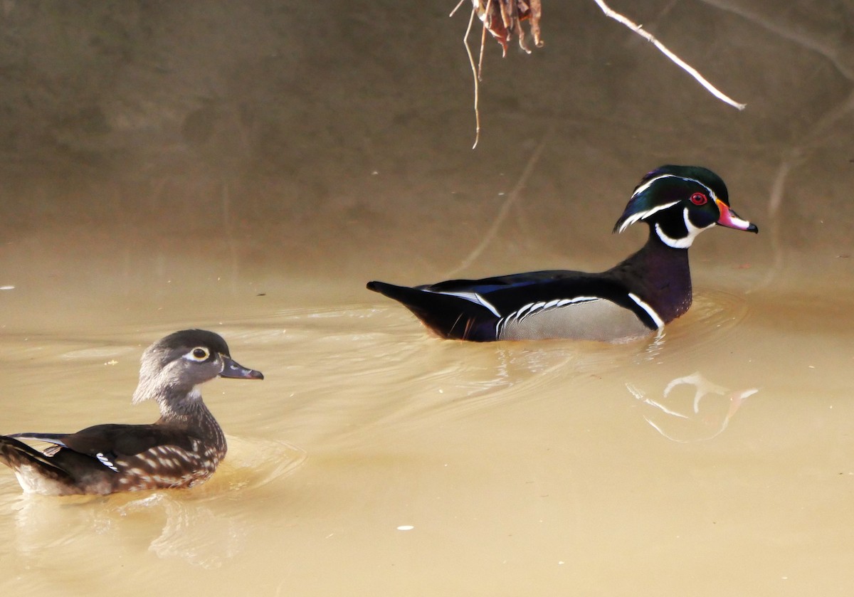 eBird Checklist - 30 Jan 2025 - Prairie Creek Park (Collin Co. portion ...