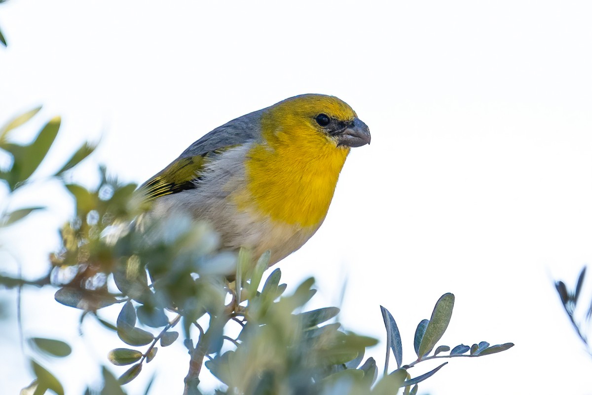 eBird Checklist - 30 Jan 2025 - Pu'u La'au, Palila Discovery Trail and ...