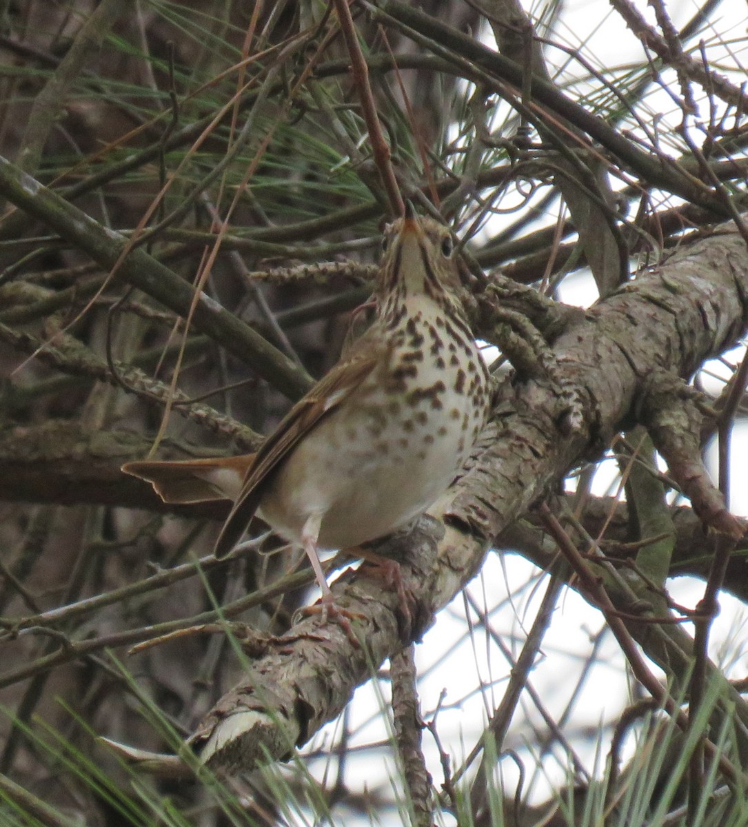 North Carolina Bird Atlas Checklist - 31 Jan 2025 - Josey Williams ...