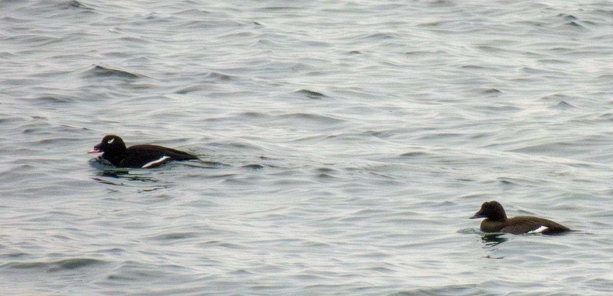 eBird Checklist - 31 Jan 2025 - Parker River NWR - 24 species