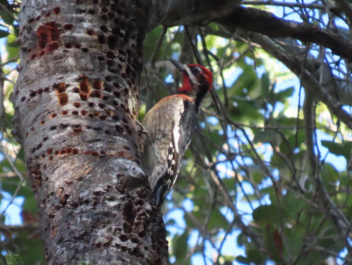 ML629961173 - Red-naped x Red-breasted Sapsucker (hybrid) - Macaulay ...
